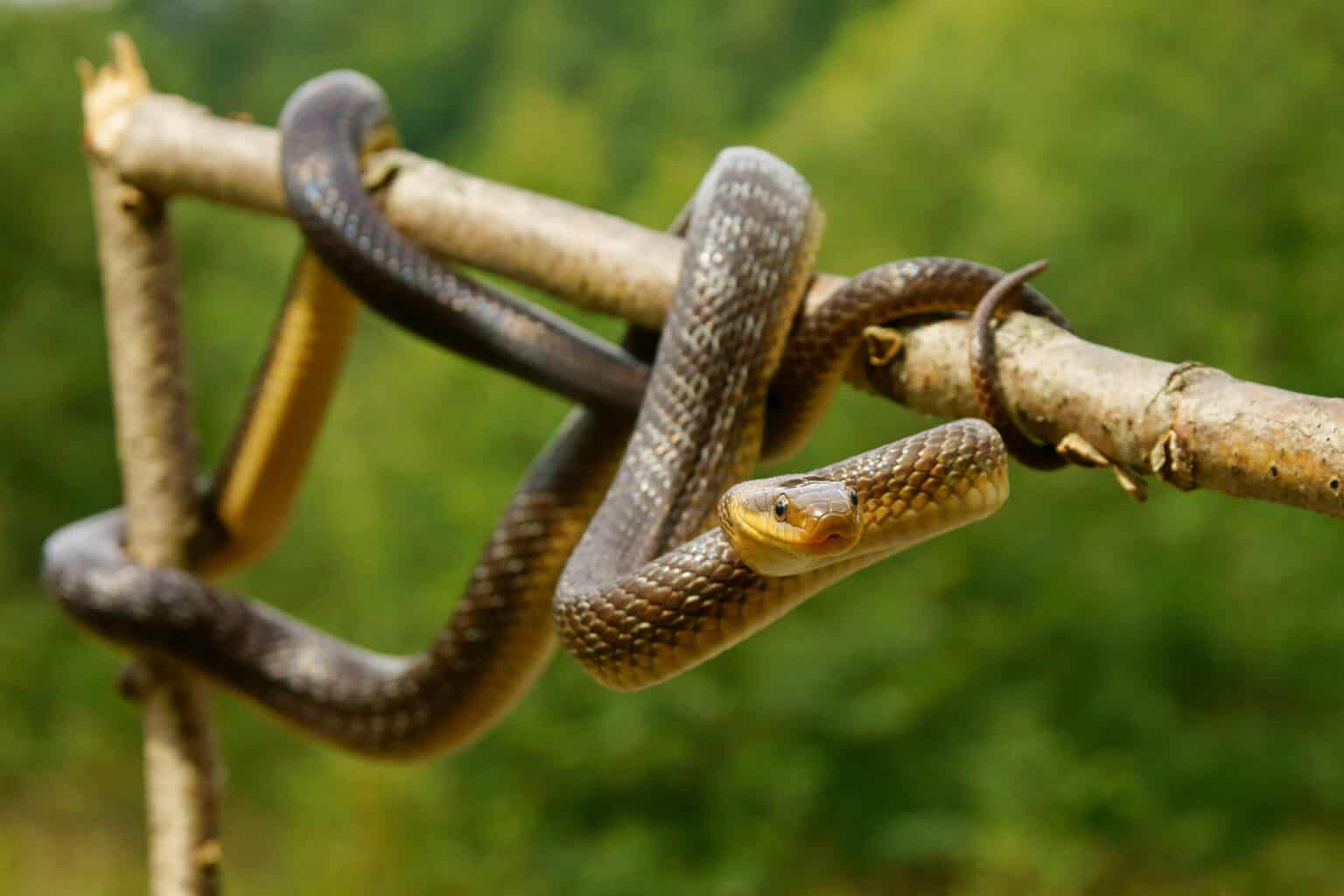 Aesculapian Snake Animal Facts - Zamenis longissimus - A-Z Animals