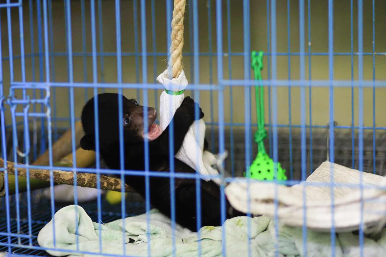 10 Interesting Facts About Sun Bears - A-Z Animals