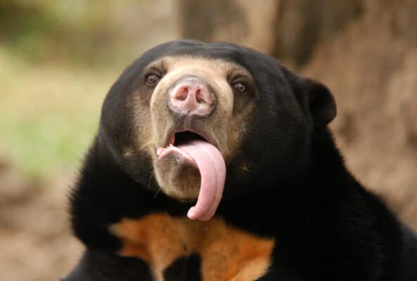 10 Interesting Facts About Sun Bears - A-Z Animals