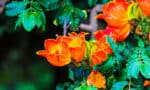 21 Gorgeous Flowering Trees That Thrive in Hawaii - A-Z Animals