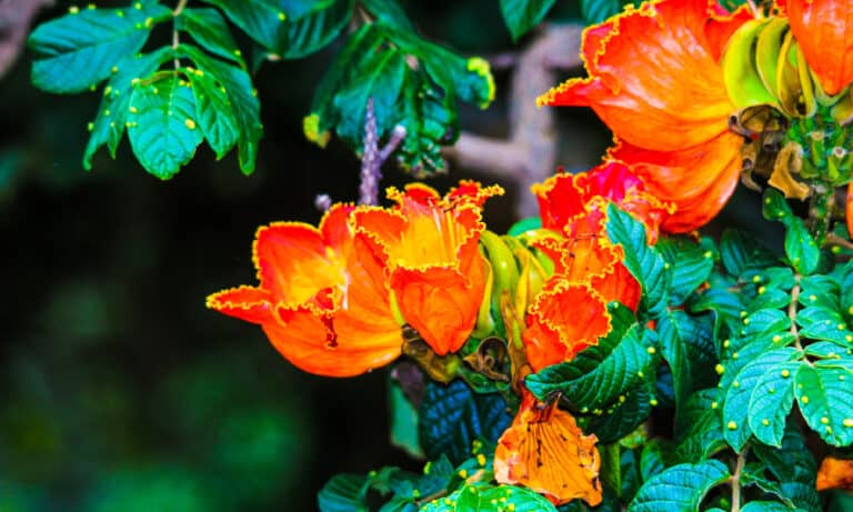 8 Beautiful Trees Native to Kenya - A-Z Animals