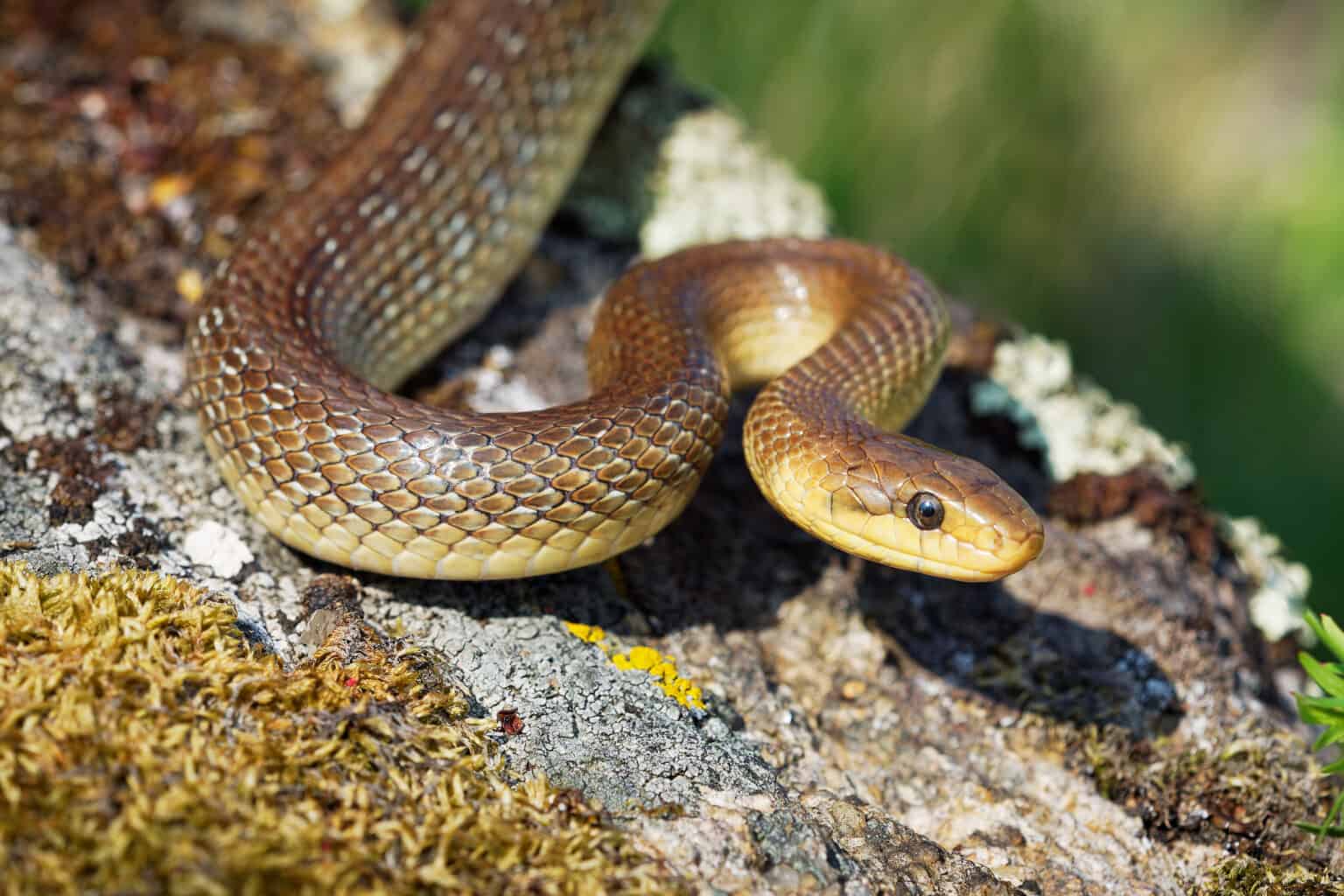 Aesculapian Snake Animal Facts - Zamenis longissimus - A-Z Animals