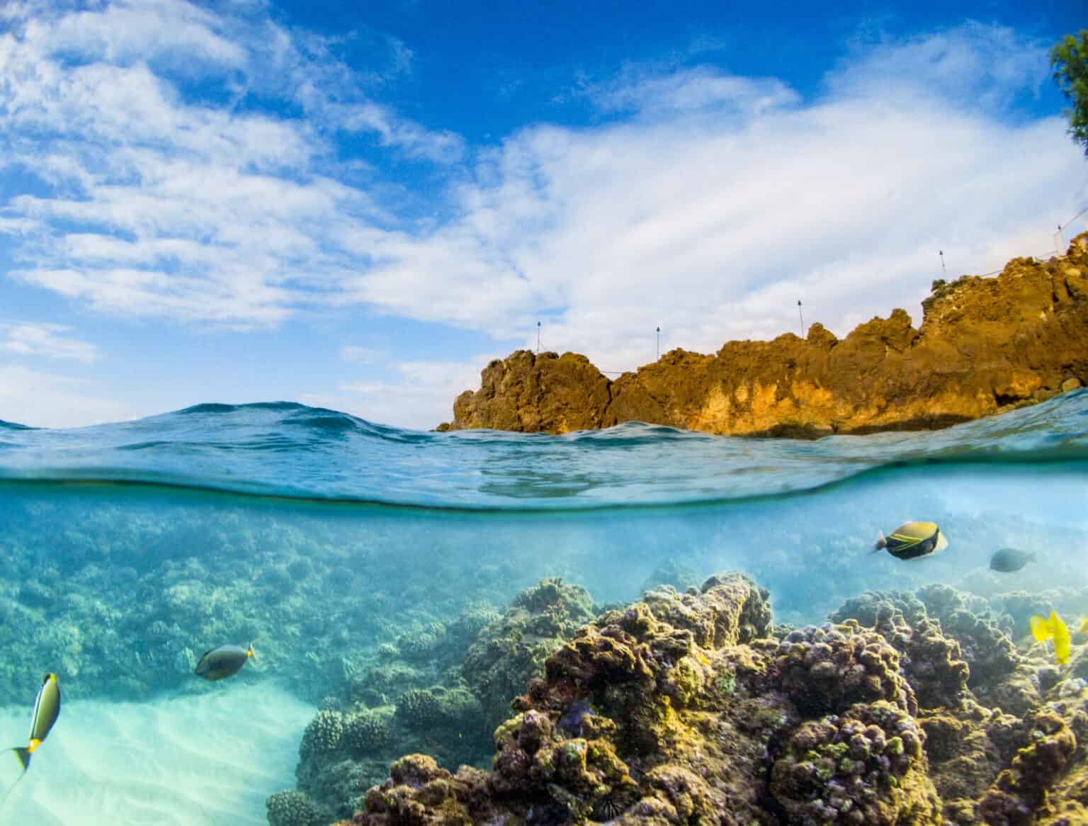 Hate Snakes? Here's All the Places on Earth with None - A-Z Animals