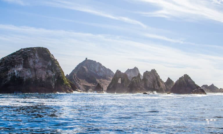 Discover the Largest Great White Sharks Ever Found off California ...
