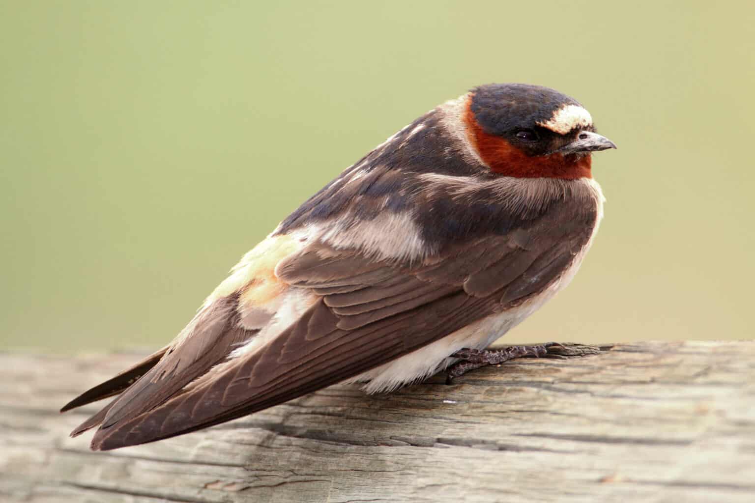 Cliff Swallow vs Barn Swallow: What are the Differences?