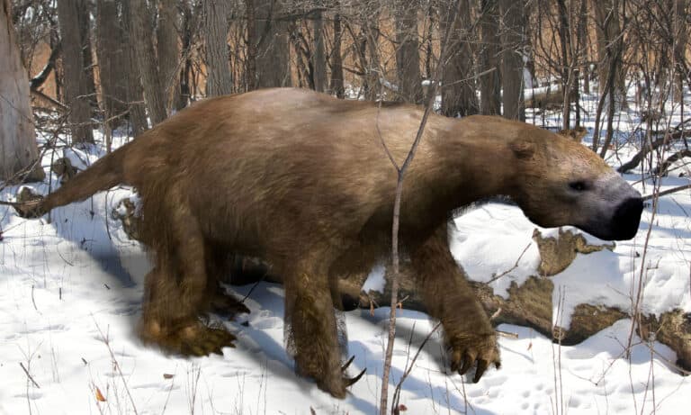 The Quaternary Period: Animals, When It Happened, and Major Events - A ...
