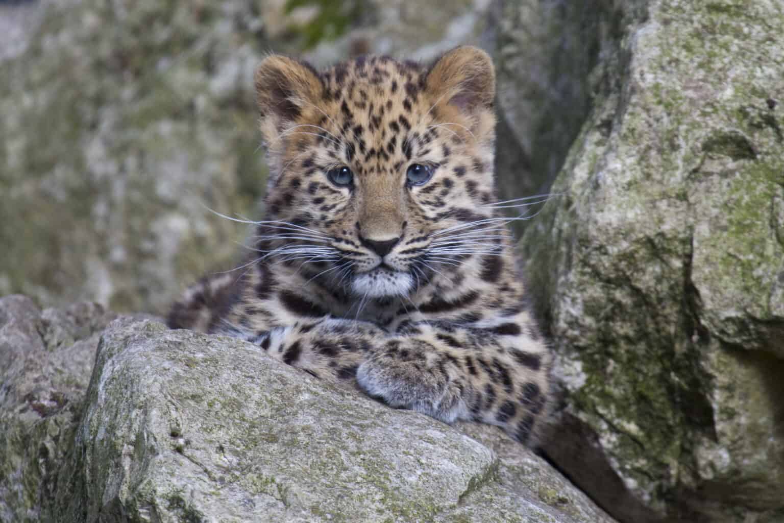 Amur Leopard Animal Facts - Panthera pardus orientalis - A-Z Animals