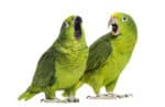 Parrot Animal Facts - AZ Animals