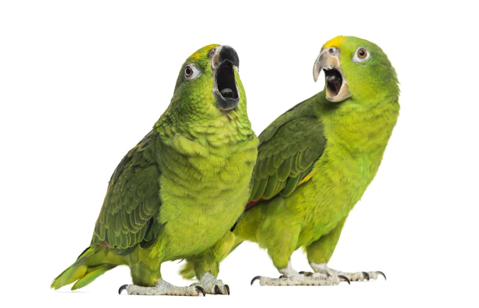 Amazon Parrot Bird Facts - A-Z Animals