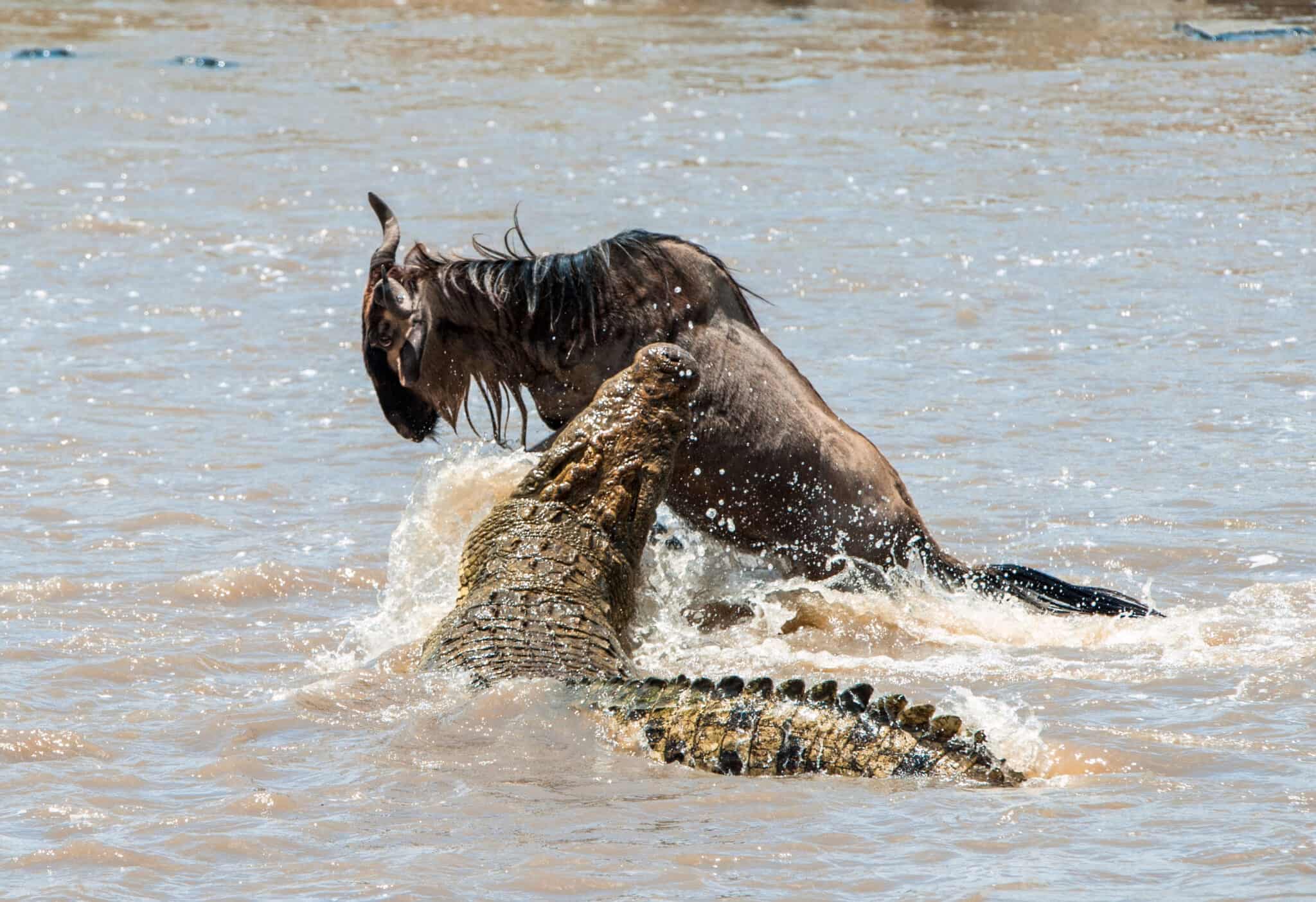 Discover The Massive Crocodile That Could Gallop Like A Horse - A-Z Animals