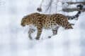5 Animals that Could be Extinct By 2050 - A-Z Animals
