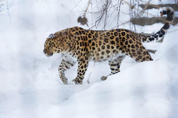 Amur Leopard Animal Facts - Panthera pardus orientalis - A-Z Animals