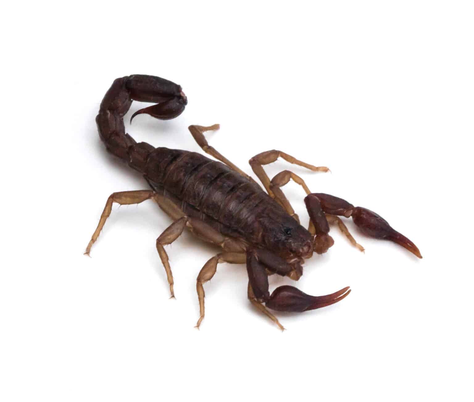 3 Scorpions in Georgia - A-Z Animals