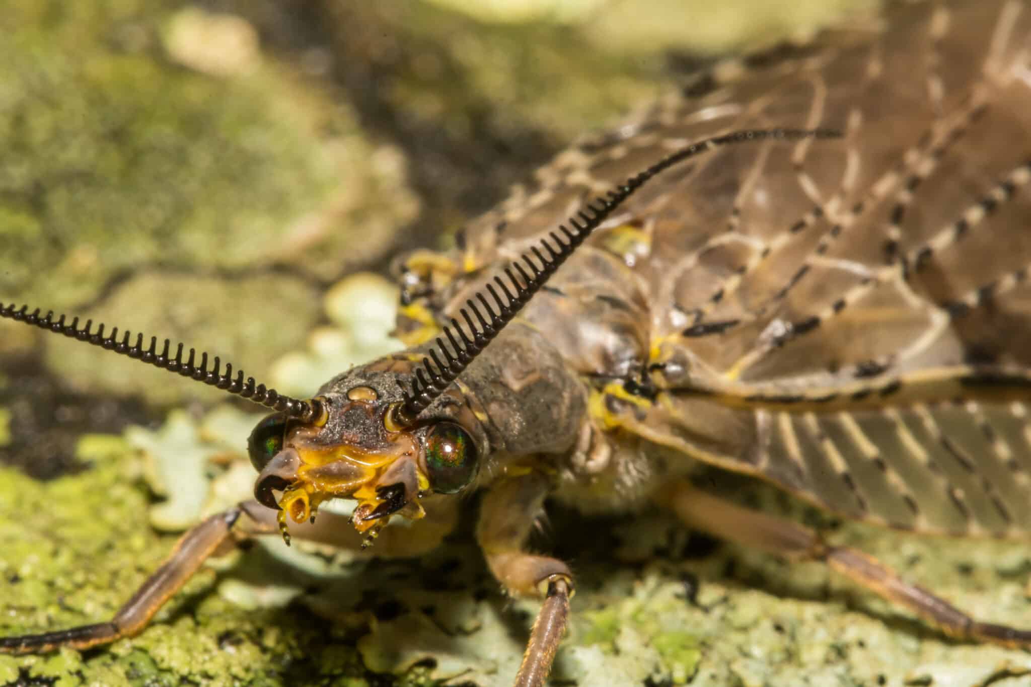 Fishfly vs Mayfly: 5 Differences Explained - A-Z Animals