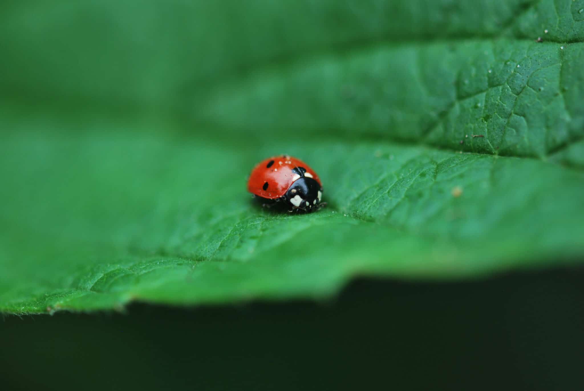 10 Interesting Facts About Ladybugs - A-Z Animals