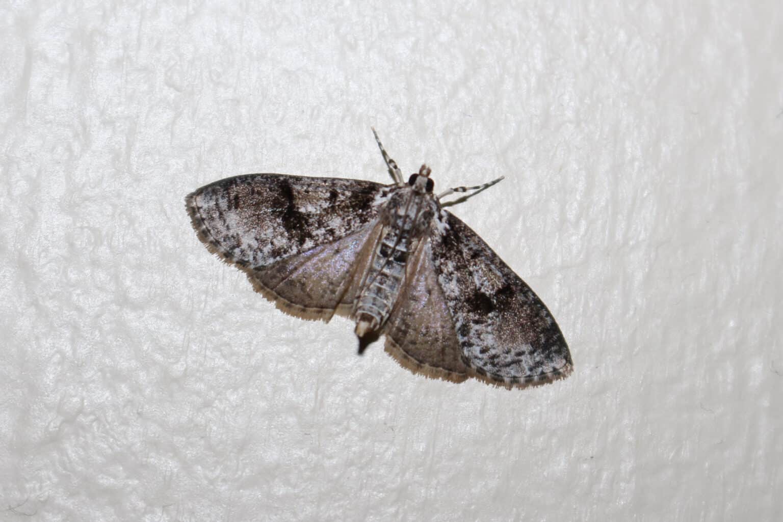 5 Types of Moths in Your House: Identification and Removal Tips - A-Z Animals