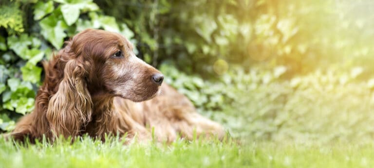 Irish Setter Animal Facts - Canis Lupus - A-Z Animals