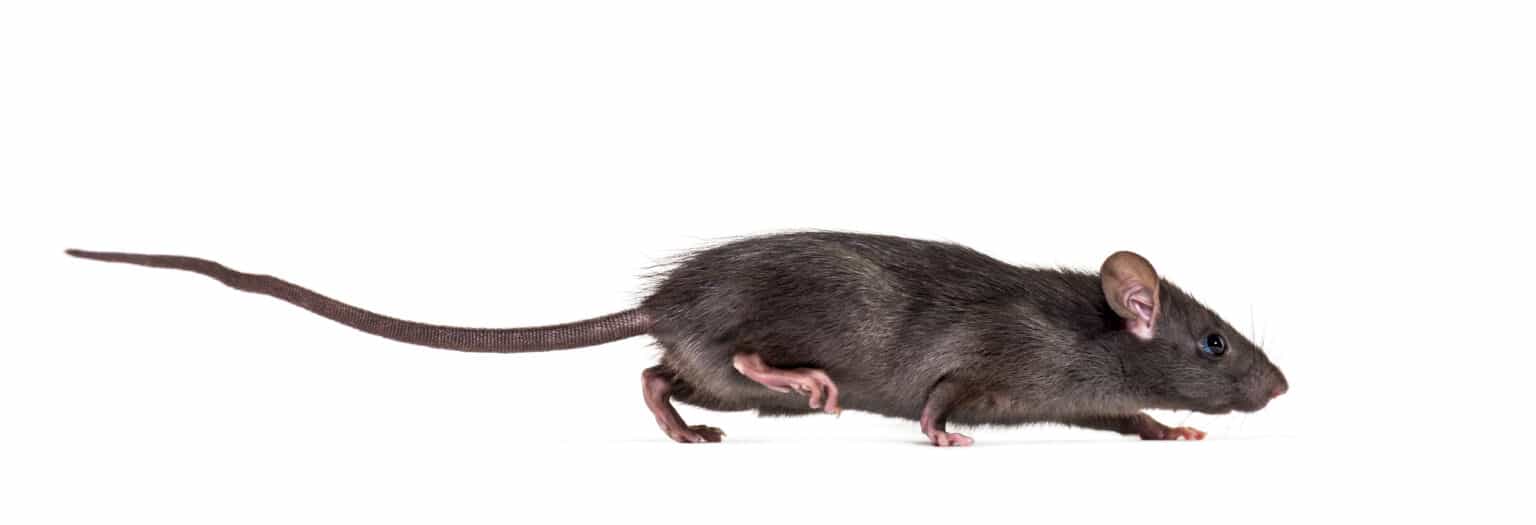 Cane Rat Animal Facts - A-Z Animals