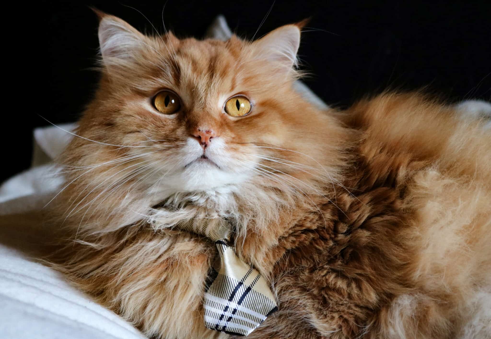 450+ Great Male Cat Names to Help You Pick the Perfect One - A-Z Animals