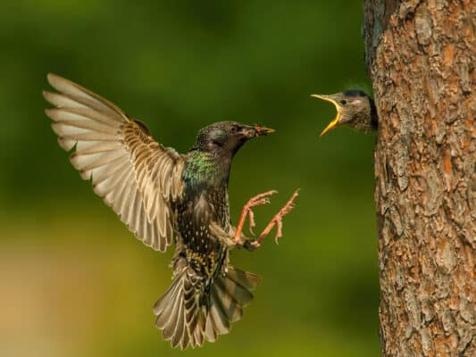 How Birds Grow, From Hatching to Fledgling to Flight - A-Z Animals