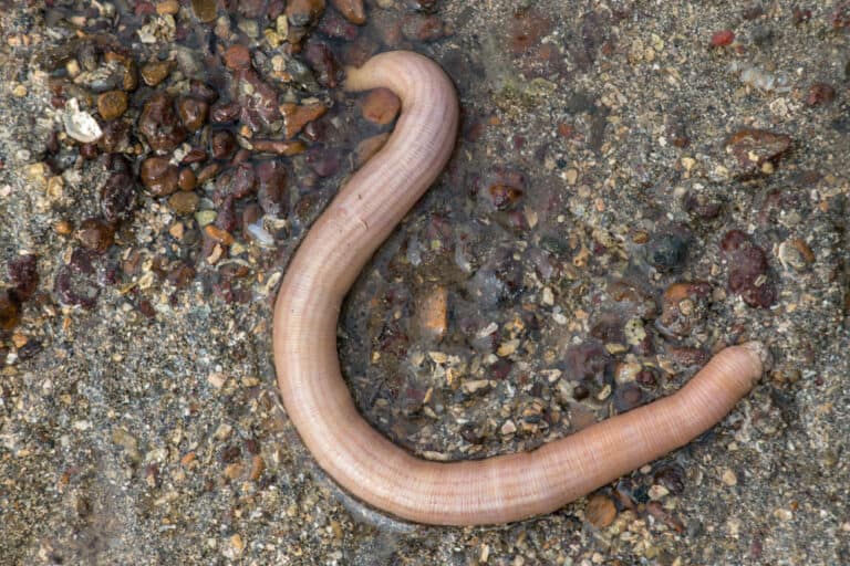 Sea Cucumbers Defend Themselves by Spilling Their Guts—Literally - A-Z ...