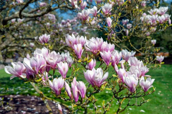 The 25 Top Flowering Trees for a Gorgeous Spring Bloom - A-Z Animals