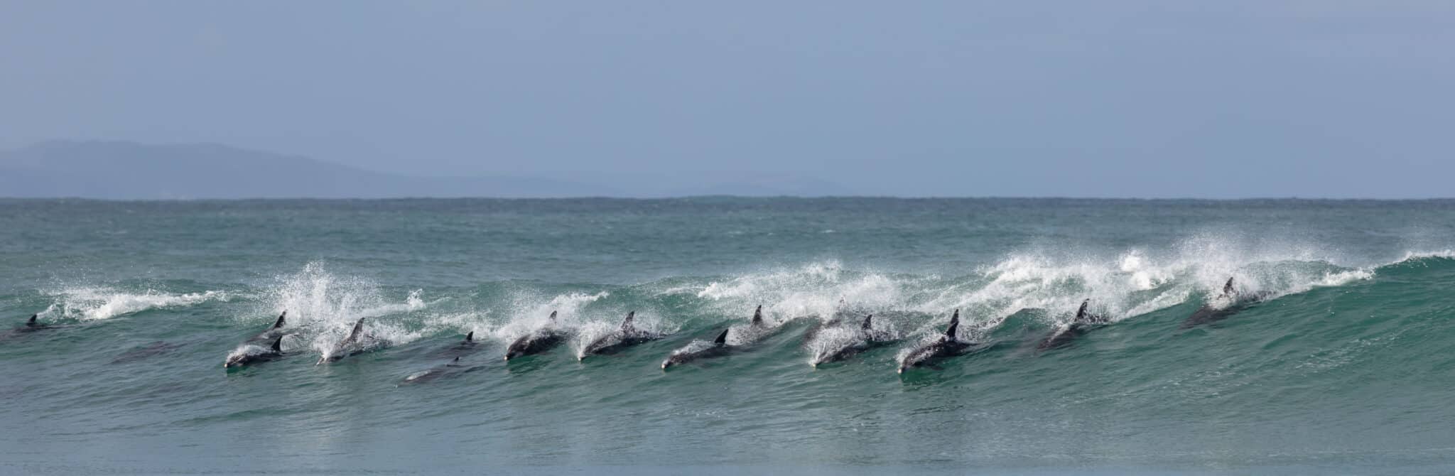 What Is a Group of Dolphins Called? - A-Z Animals