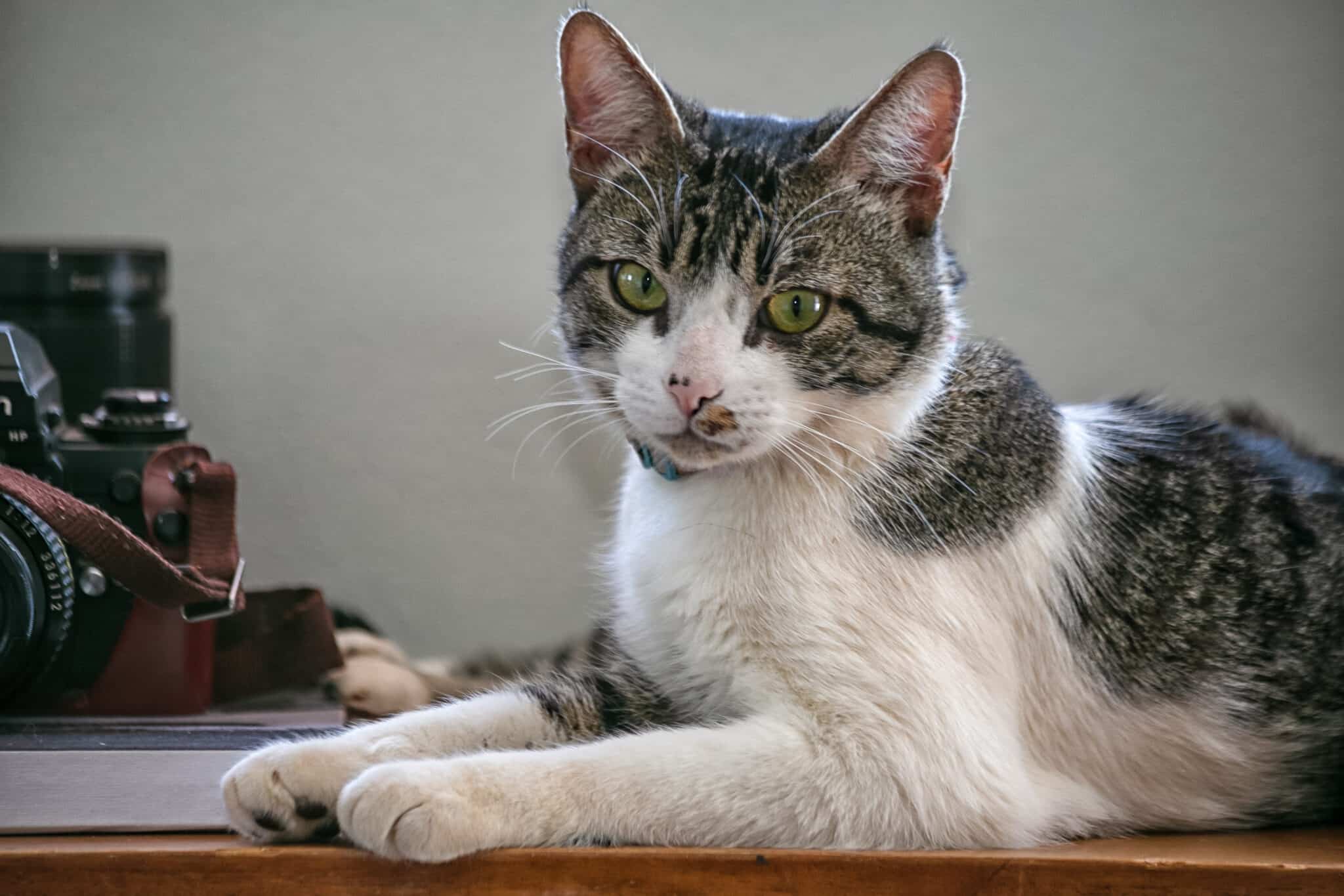American Wirehair Cat Breed Complete Guide - A-Z Animals