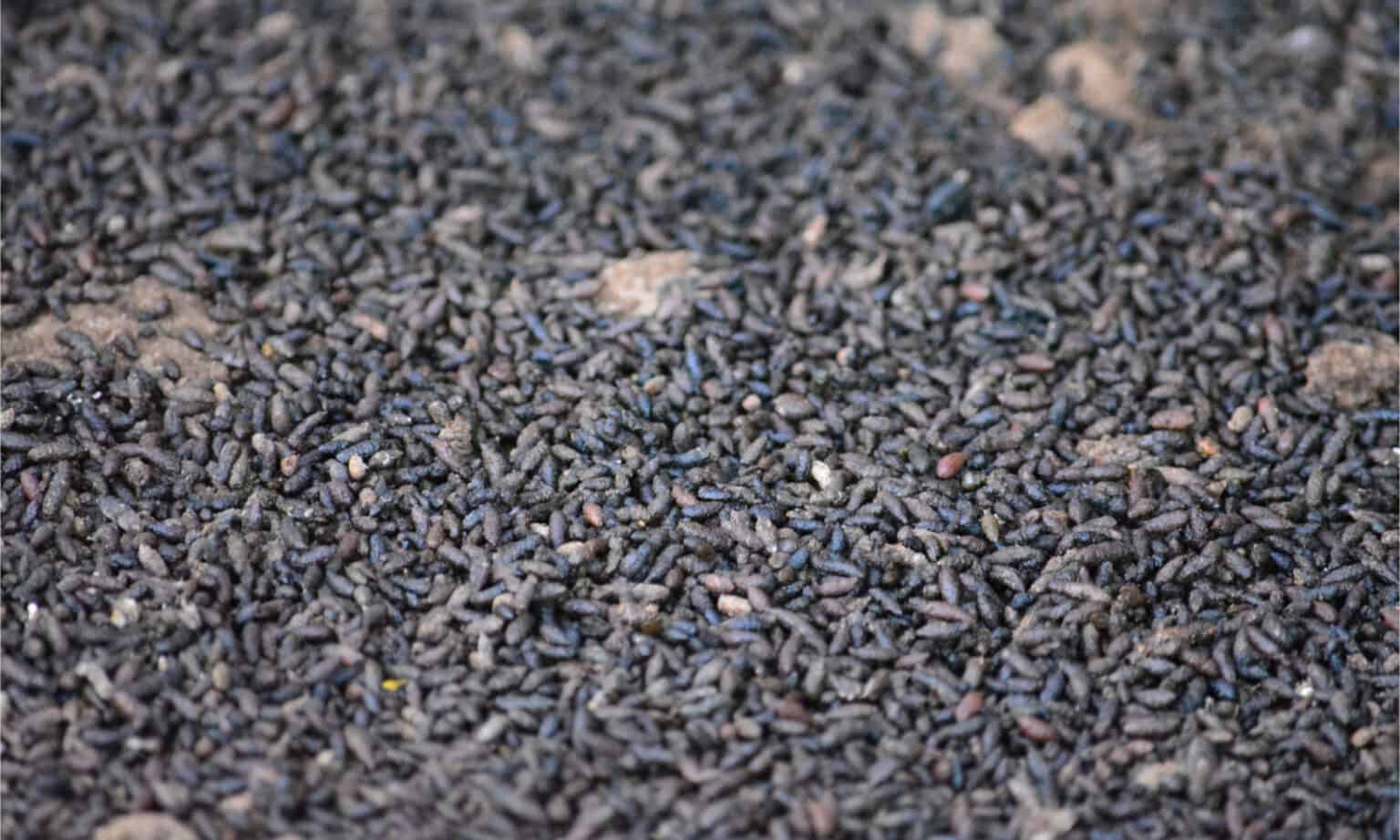 Backyard Animal Poop Identification: A Complete Guide for 2024 - A-Z ...