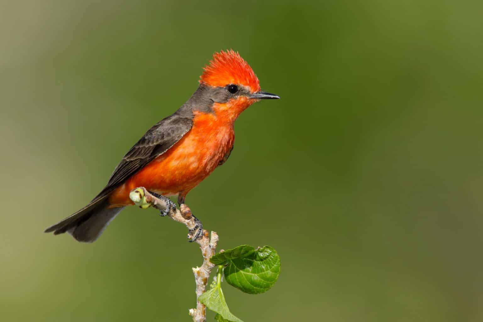 Vermilion Flycatcher Animal Facts - Pyrocephalus rubinus - A-Z Animals