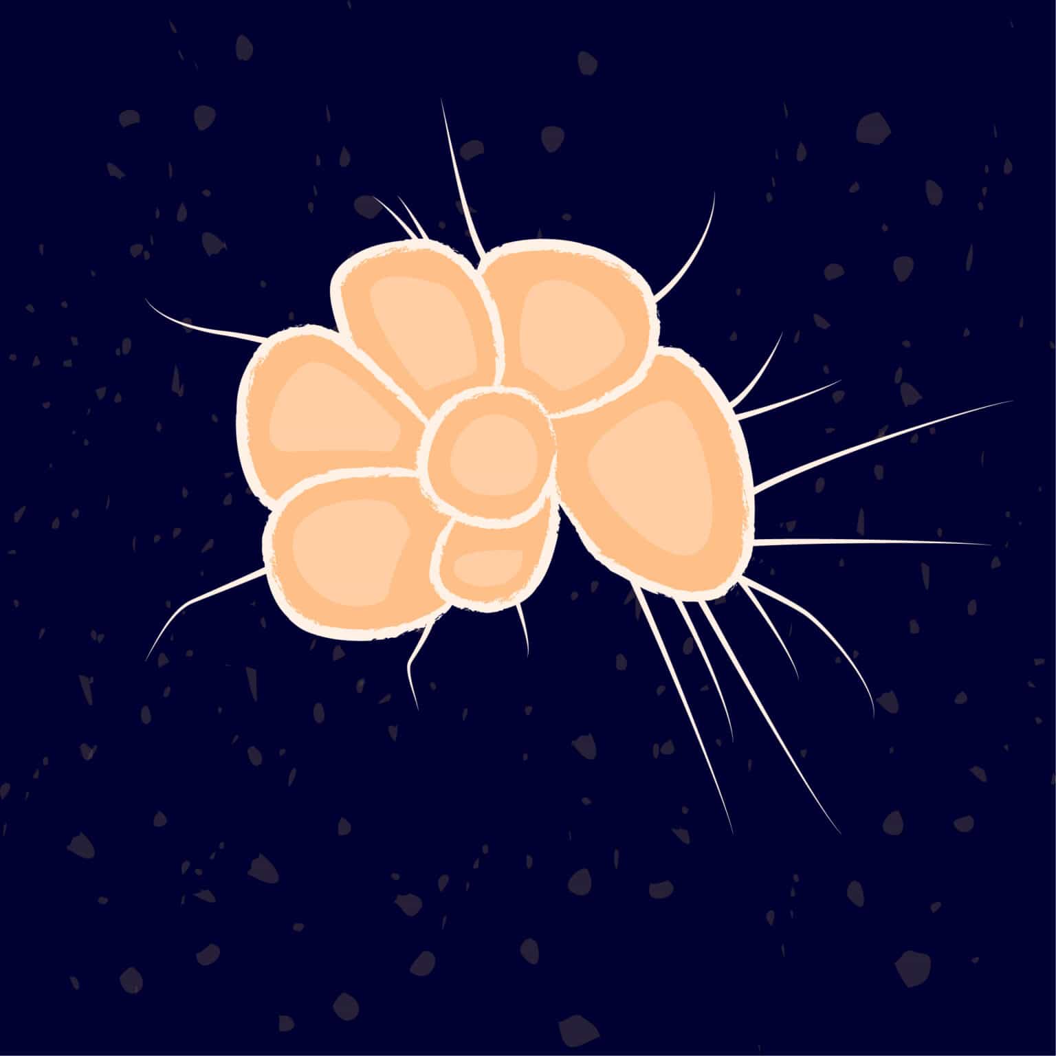 Kingdom - A-Z Animals