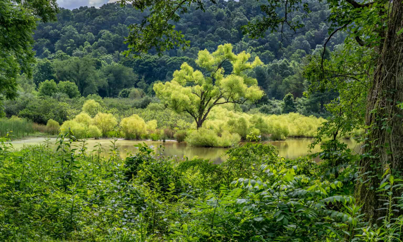 The 14 Most Iconic Trees Native to Vermont - A-Z Animals