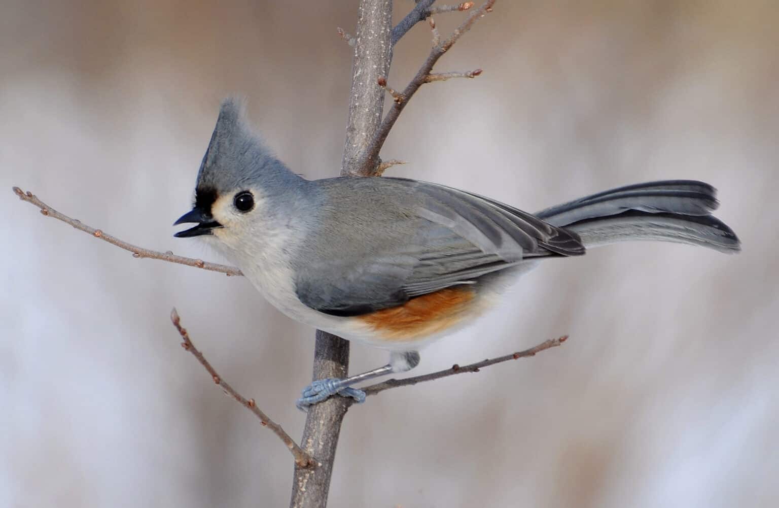 13 Birds That Spend Their Winters in Oklahoma - A-Z Animals