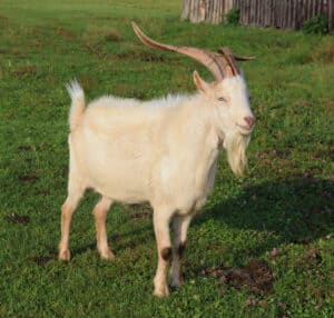 13 Animals That Produce Milk - A-Z Animals