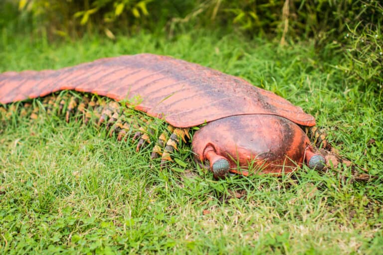 Meet the 8-Foot Giant Millipede That Once Roamed the Earth - A-Z Animals