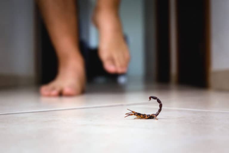Meet the Scorpio Spirit Animals & What They Mean - A-Z Animals
