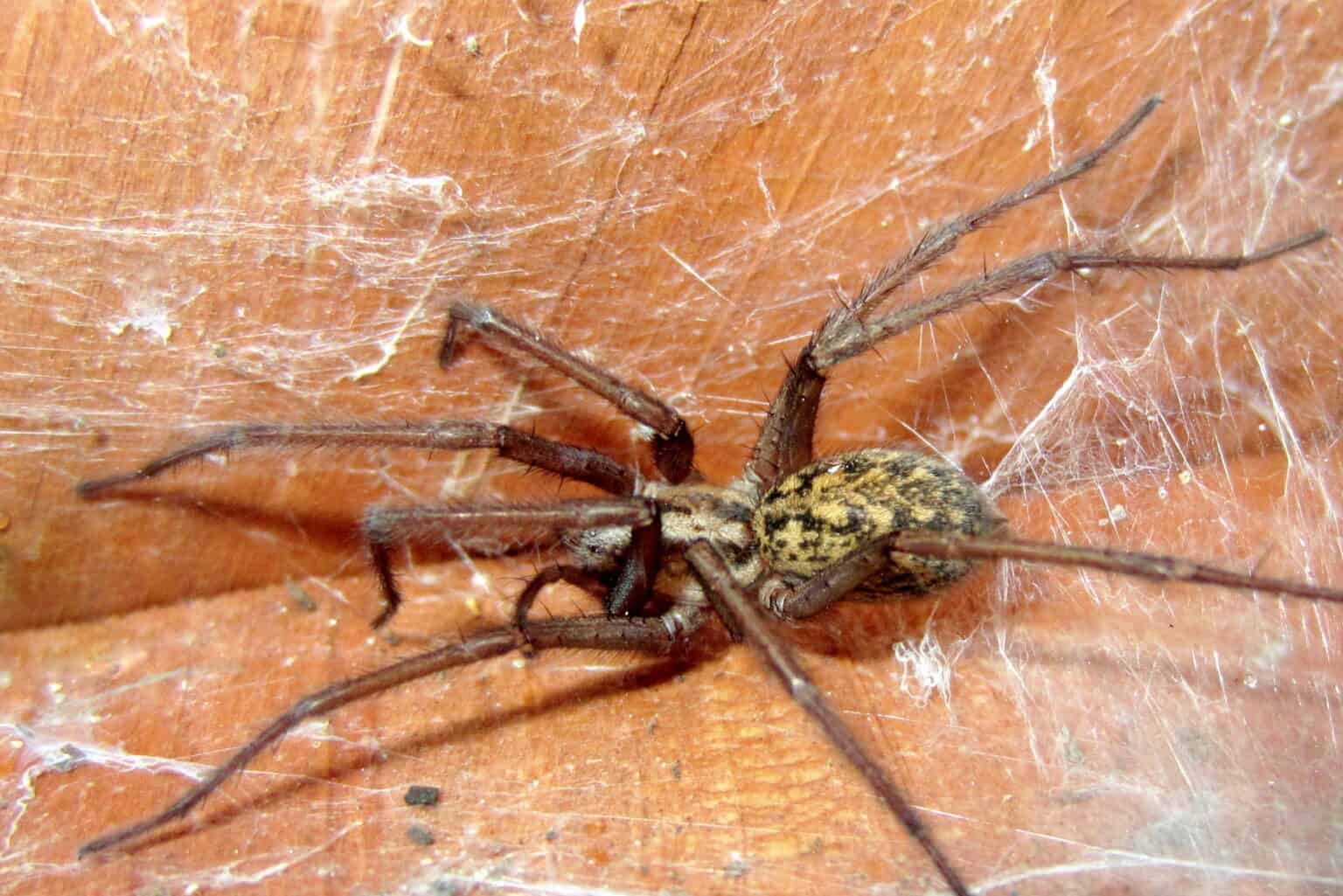 Where Do Spiders Go In The Winter? - A-Z Animals