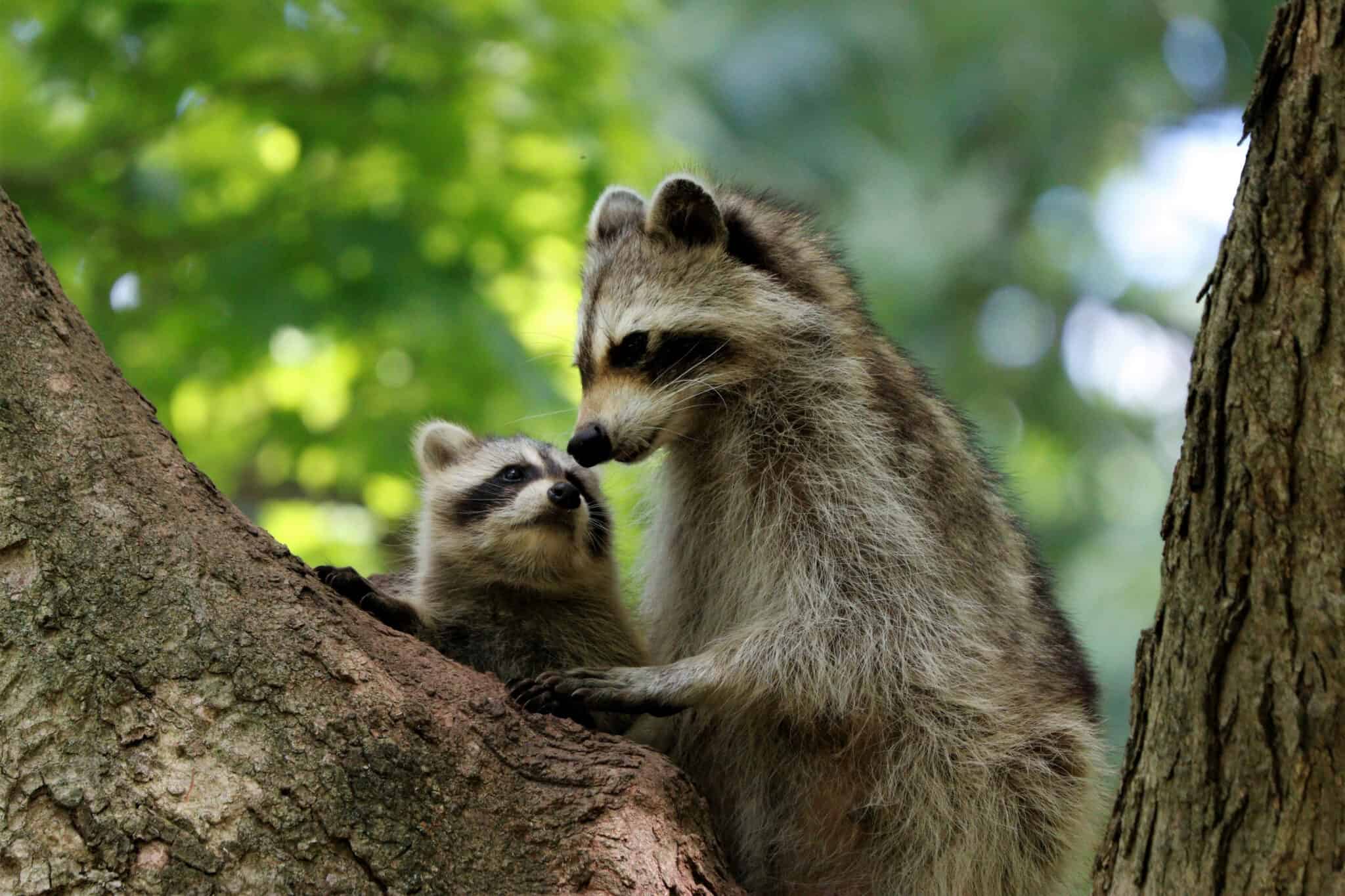 10 Sounds Raccoons Make and What Each Means - A-Z Animals
