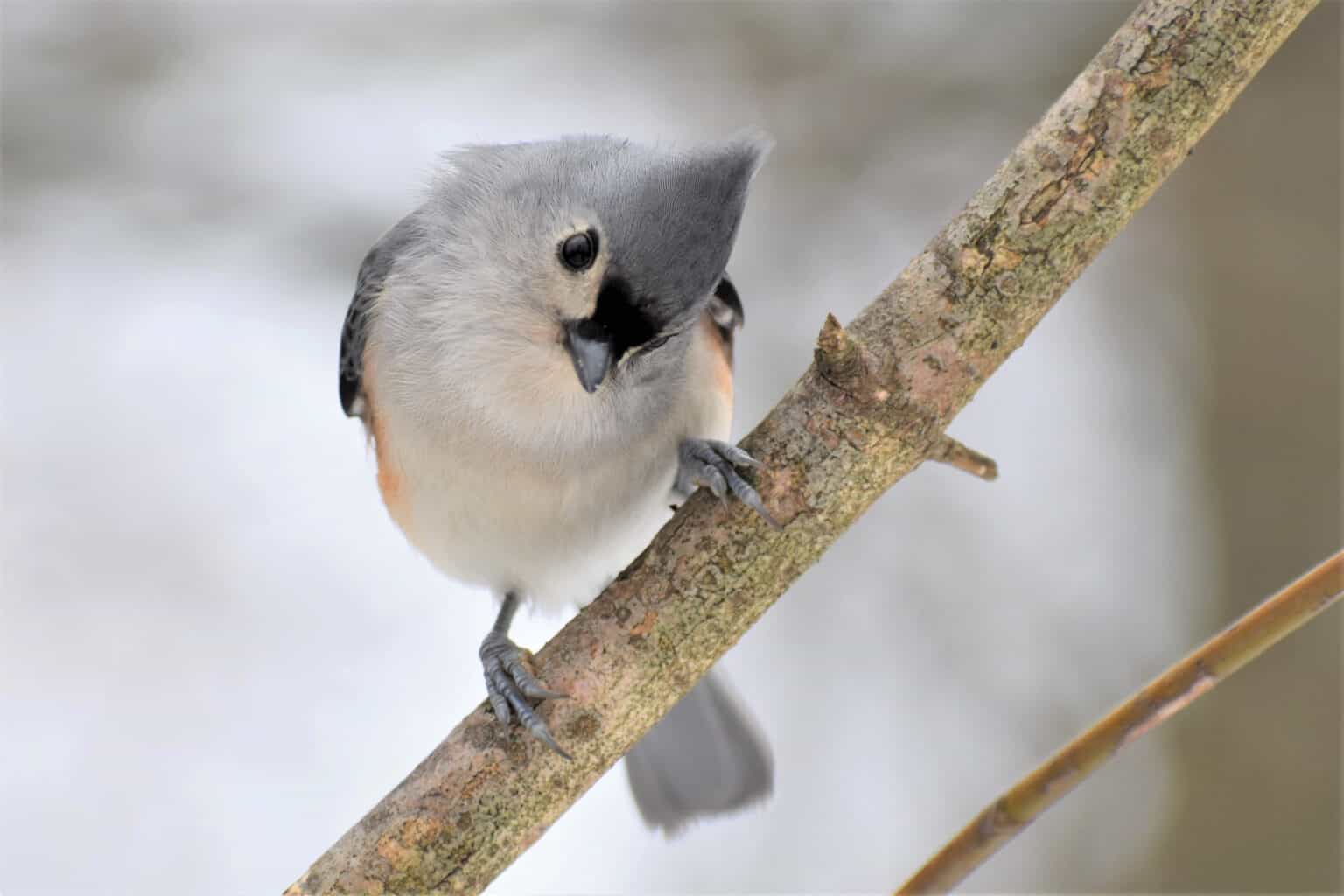These Are the 20 Most Common Backyard Winter Birds - A-Z Animals