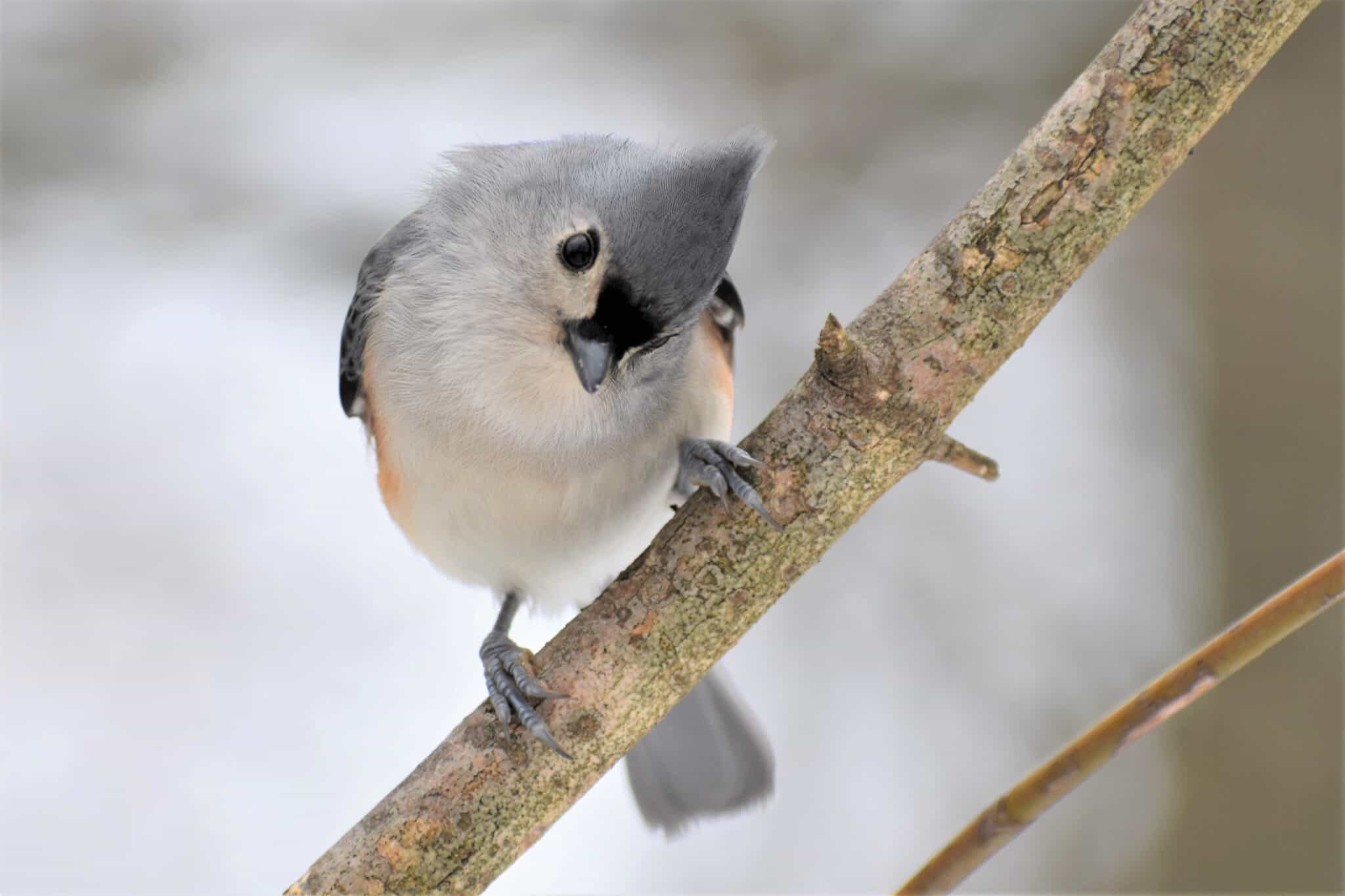 Tufted Titmouse Bird Facts - B. bicolor - A-Z Animals