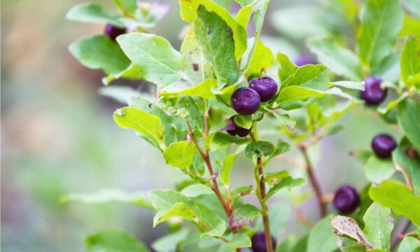 10+ Different Types of Edible Wild Berries You Can Safely Eat - A-Z Animals