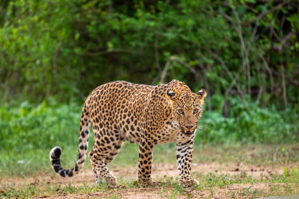 17 Animals That Live in the Savanna - A-Z Animals