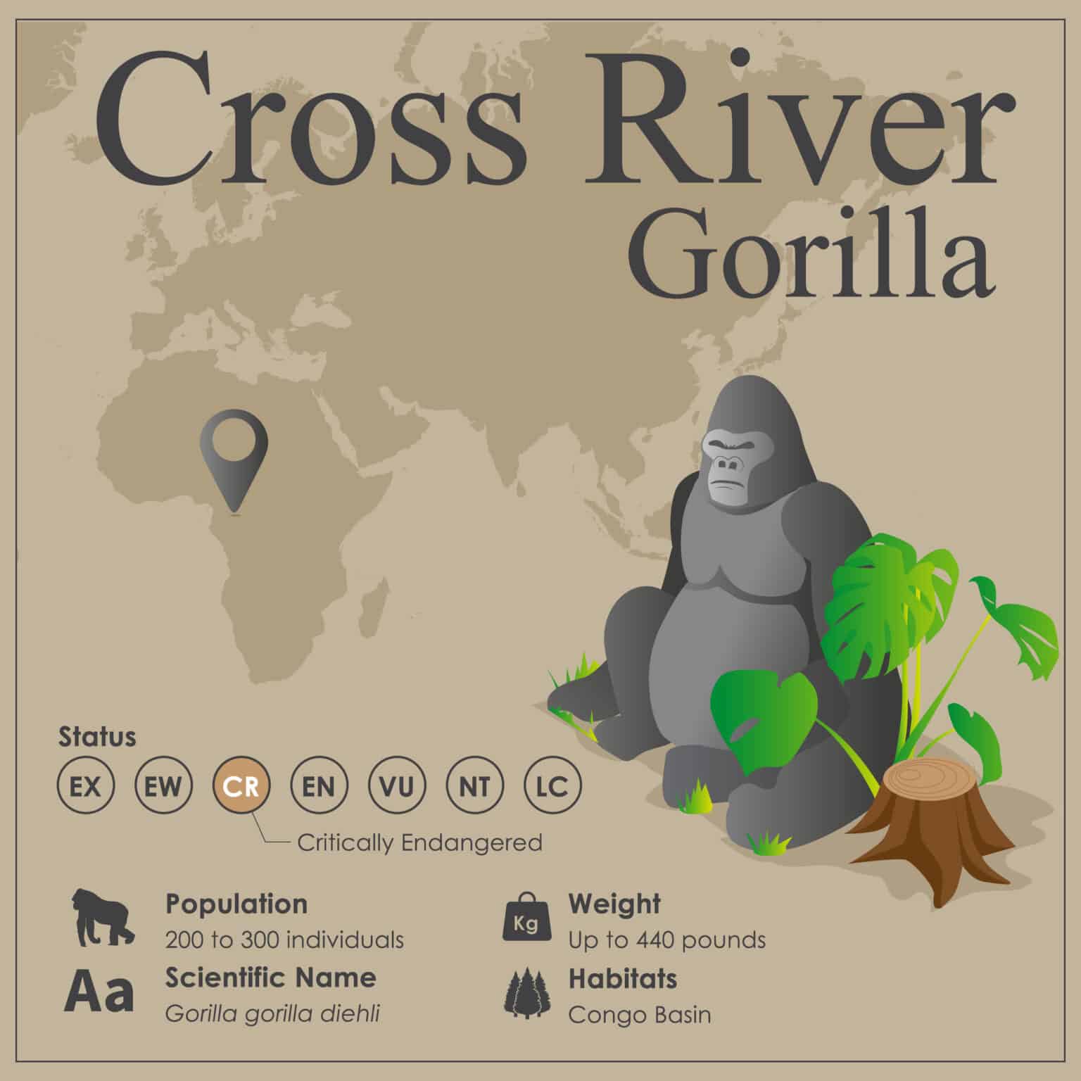 10 Incredible Facts About Critically Endangered Cross River Gorillas ...