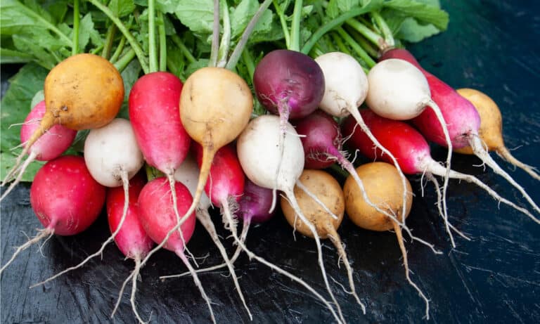 Beet vs Radish: What’s the Difference? - A-Z Animals