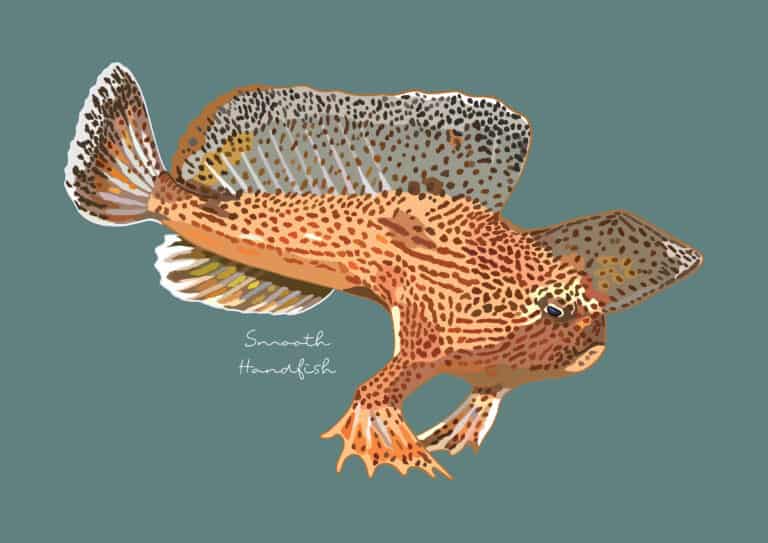 Explore 15 Fish That Start With H (Common Names) - A-Z Animals