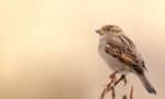 10 Essential Facts About Sparrows - A-Z Animals