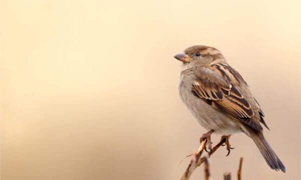 10 Essential Facts About Sparrows - A-Z Animals