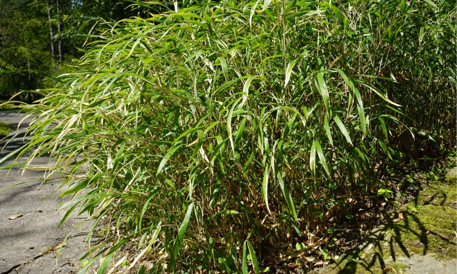 River Cane vs Bamboo: 5 Key Differences - A-Z Animals