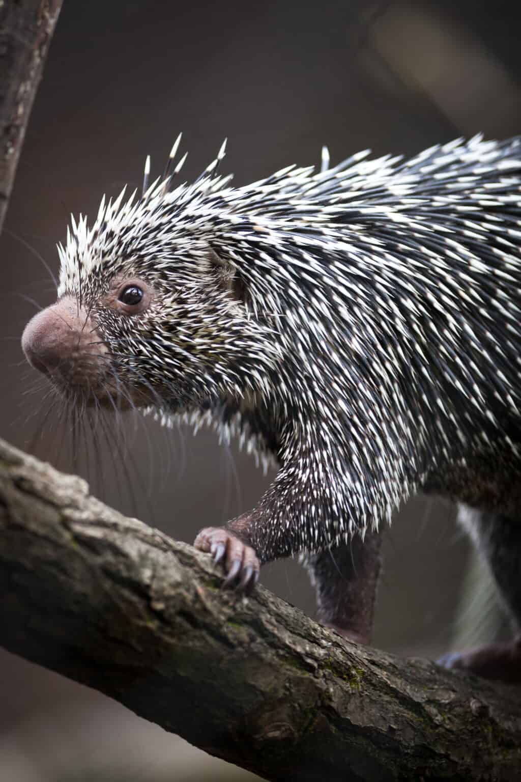 10 Key Facts About Porcupines - A-Z Animals