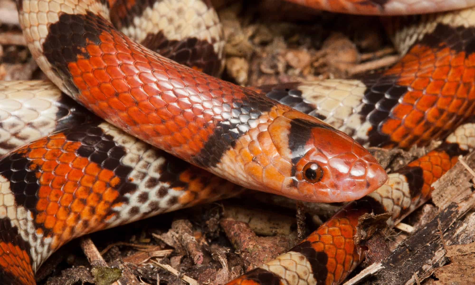 Discover the Largest Scarlet Snake Ever Found - A-Z Animals